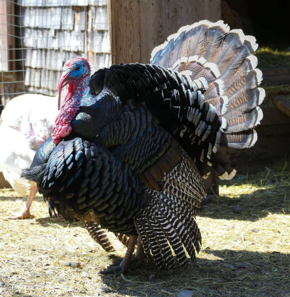Hybrid Vs. Heritage Turkey Breeds - Backyard Poultry